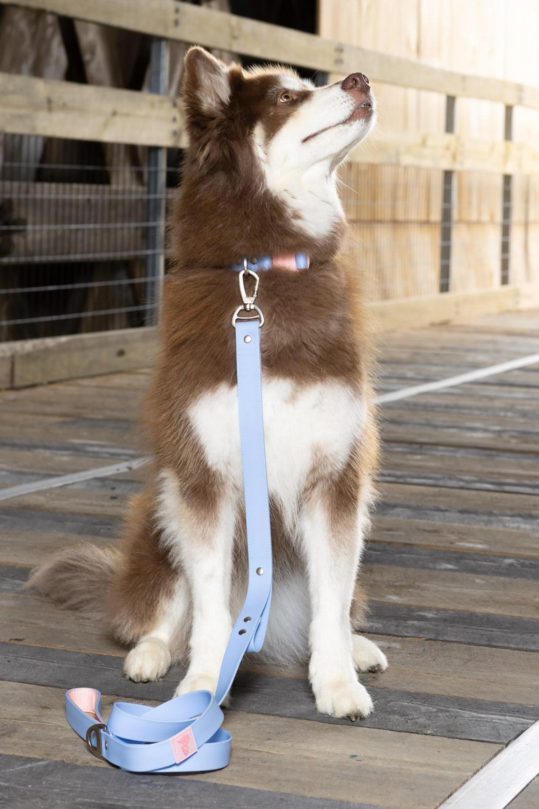 Blue Sky Orchid Waterproof Dog Collar - The Pet Sleuth